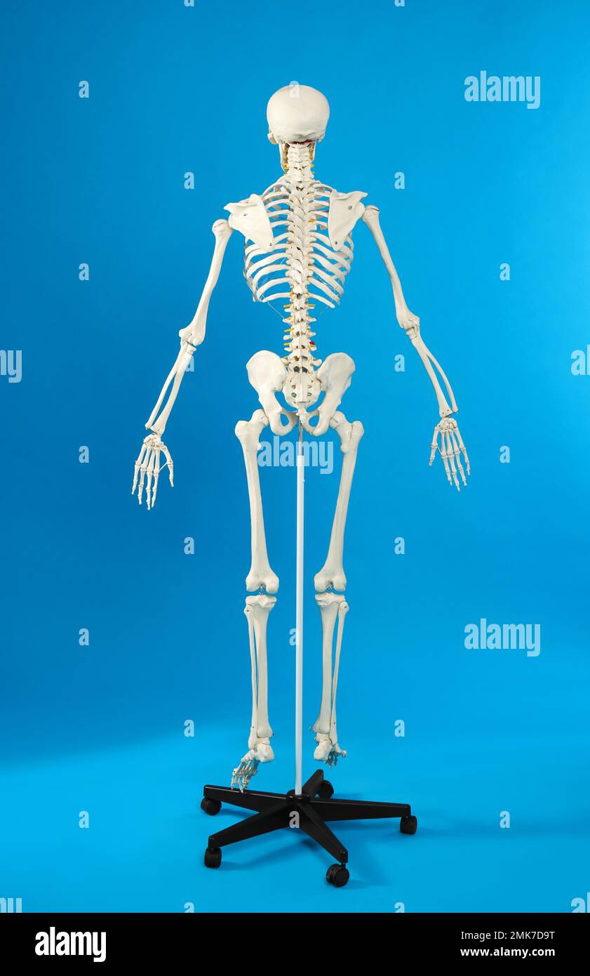 Artificial human skeleton model on blue background Stock Photo - Alamy
