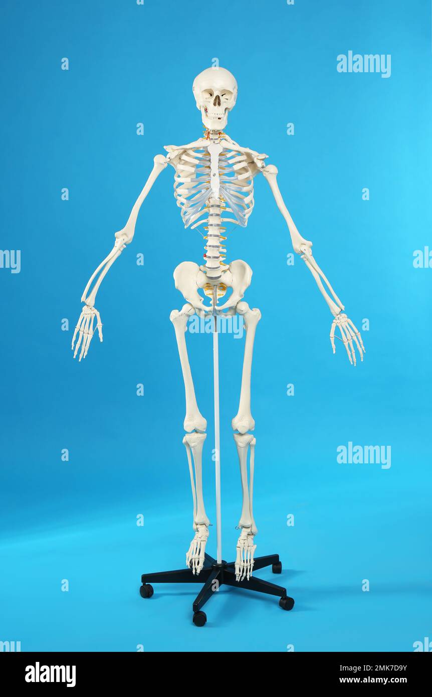 Artificial human skeleton model on blue background Stock Photo - Alamy