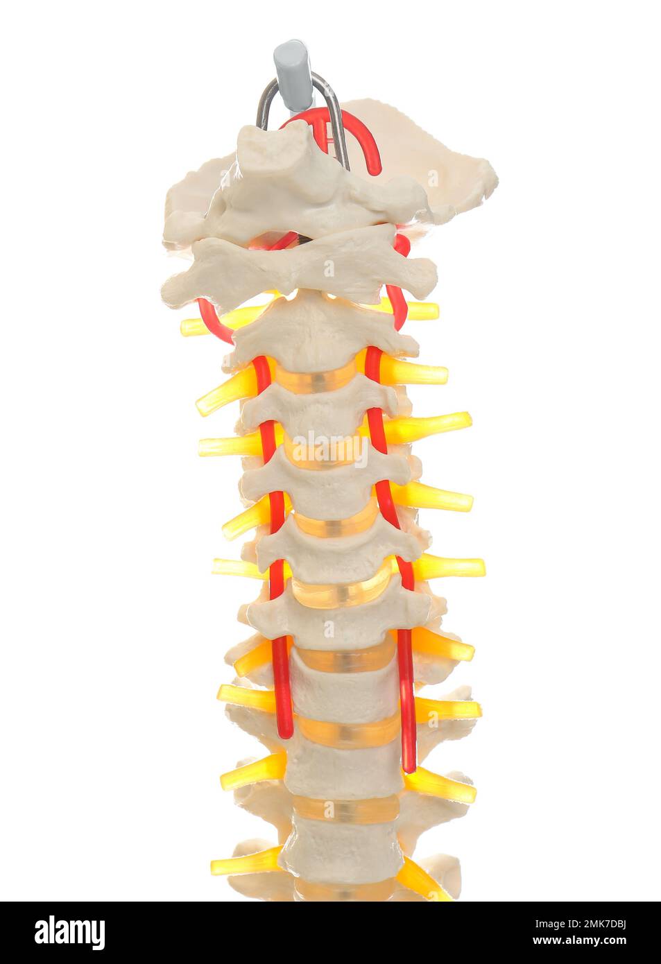 Artificial human spine model isolated on white, closeup Stock Photo - Alamy