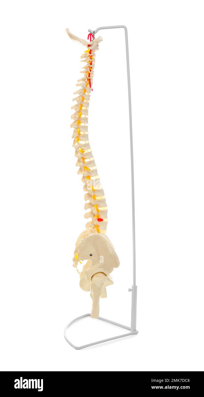 Artificial human spine model isolated on white Stock Photo - Alamy