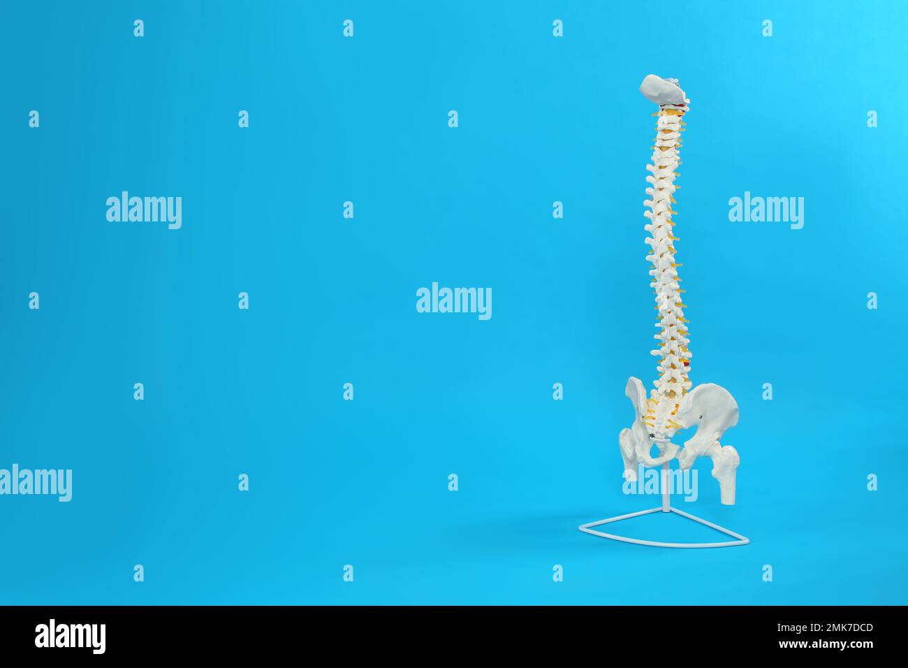 Artificial human spine model on blue background. Space for text Stock ...