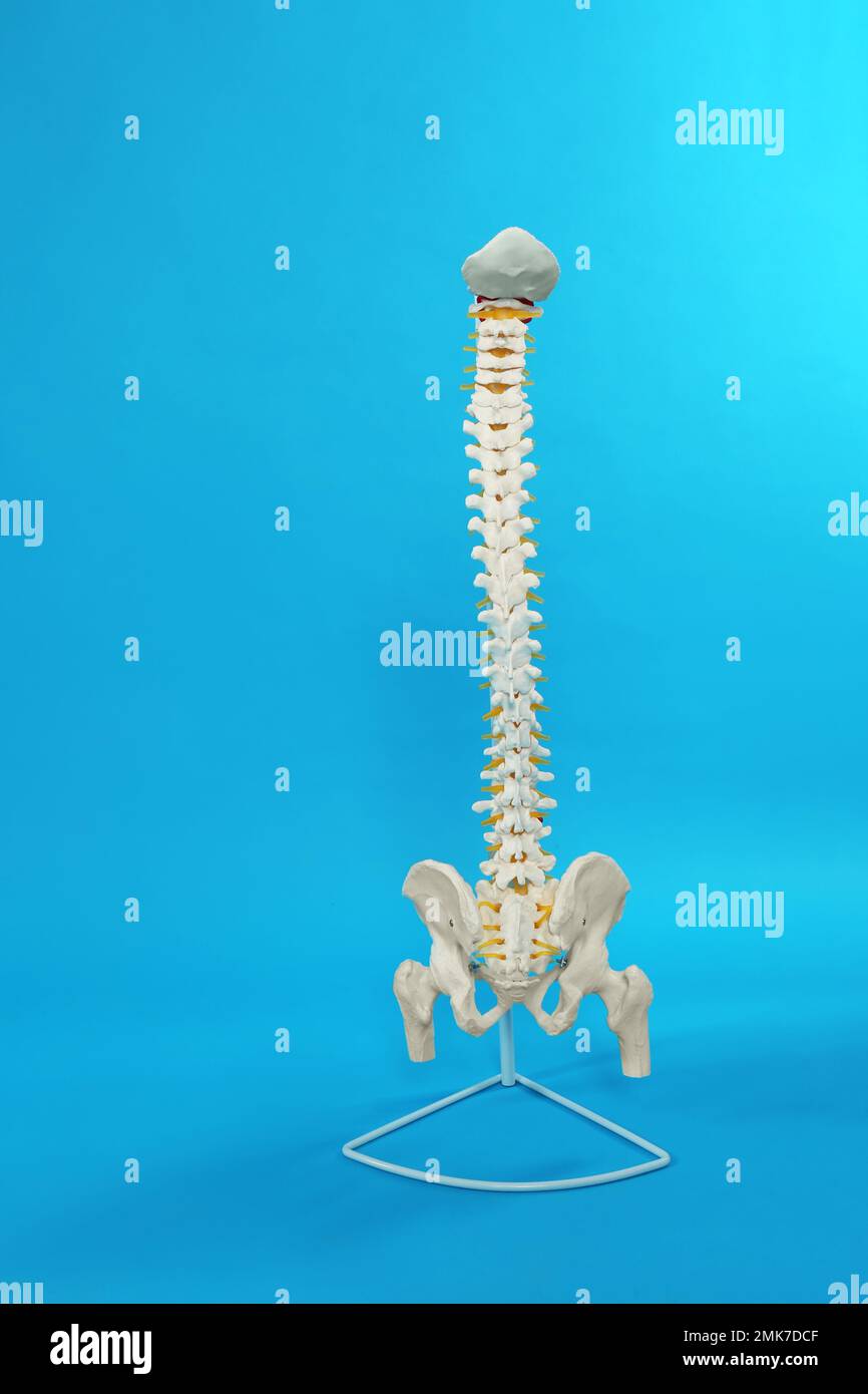 Artificial human spine model on blue background Stock Photo - Alamy