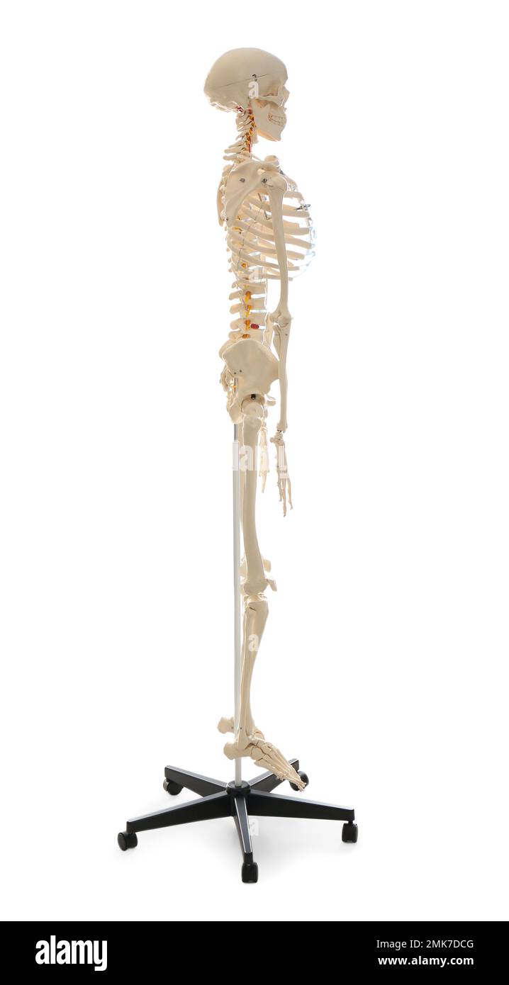 Human body details Cut Out Stock Images & Pictures - Alamy