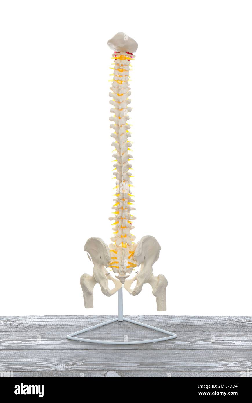 Artificial human spine model on grey wooden table against white ...