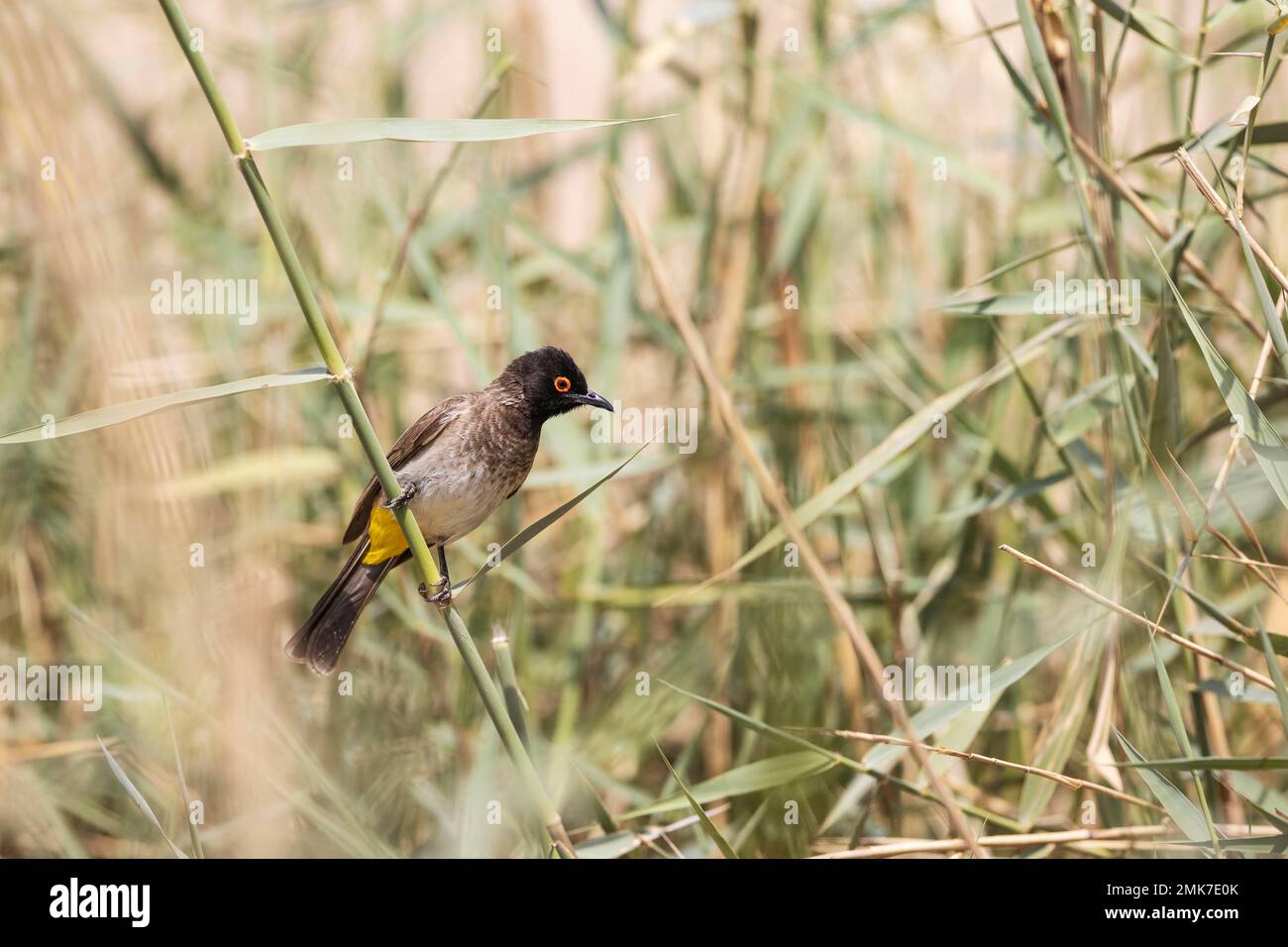 African Red-eyed Bulbul (Pycnonotus nigricans), Damaraland, Namibia ...