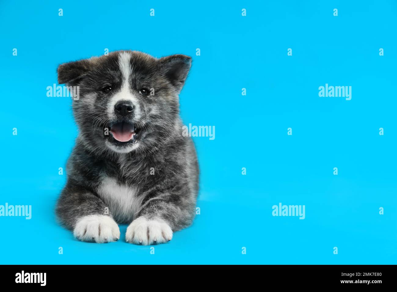 Cute Akita inu puppy on light blue background, space for text. Friendly ...