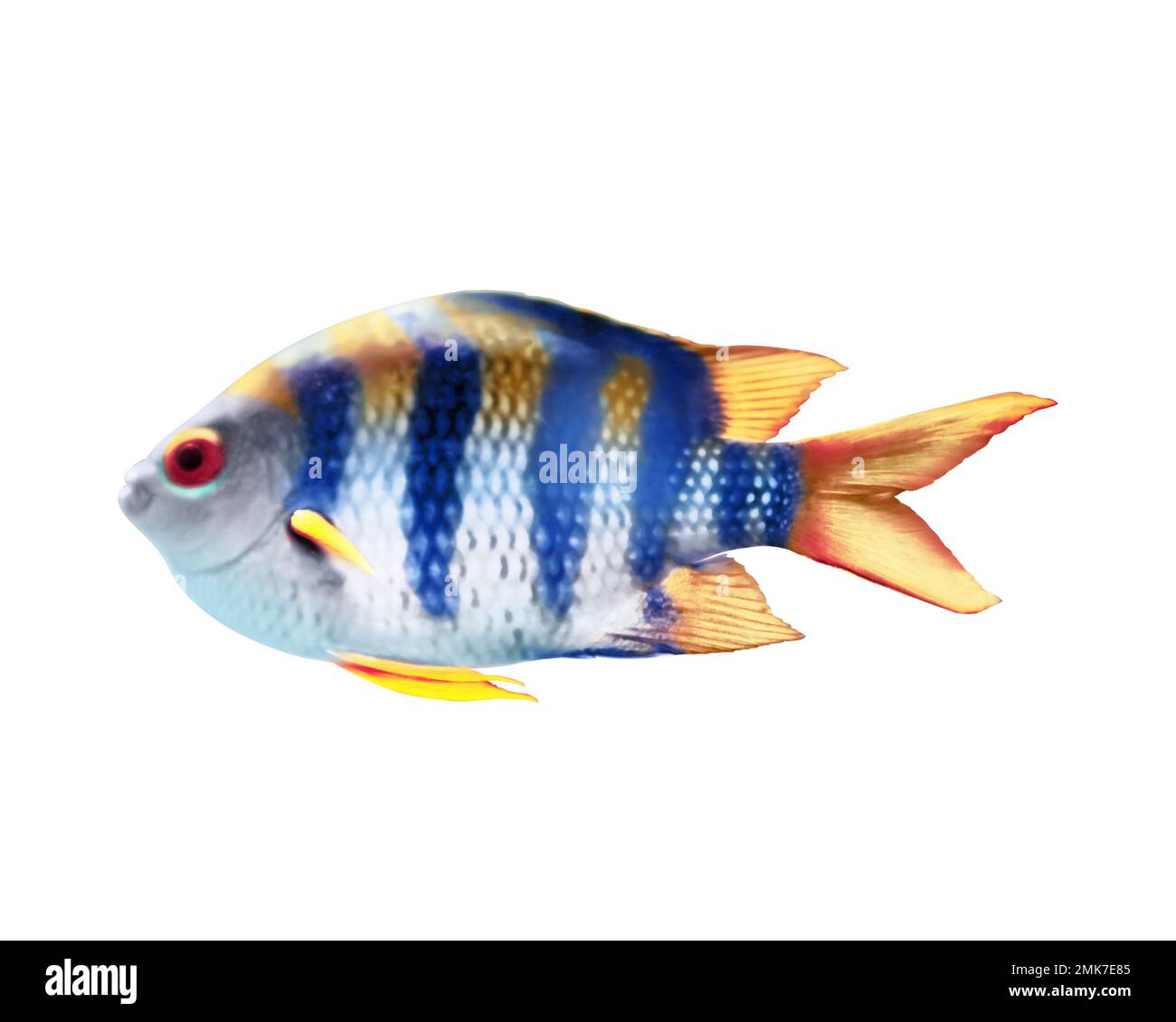 Sergeant Major Fish Sergeant Major Fish Píntano Fish Five Banded