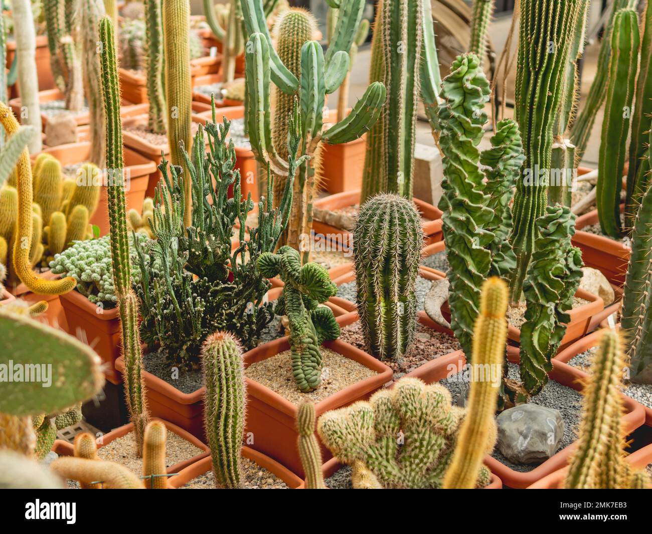 Collection of different cacti. Cactus, thorned plant. Botanical hobby ...