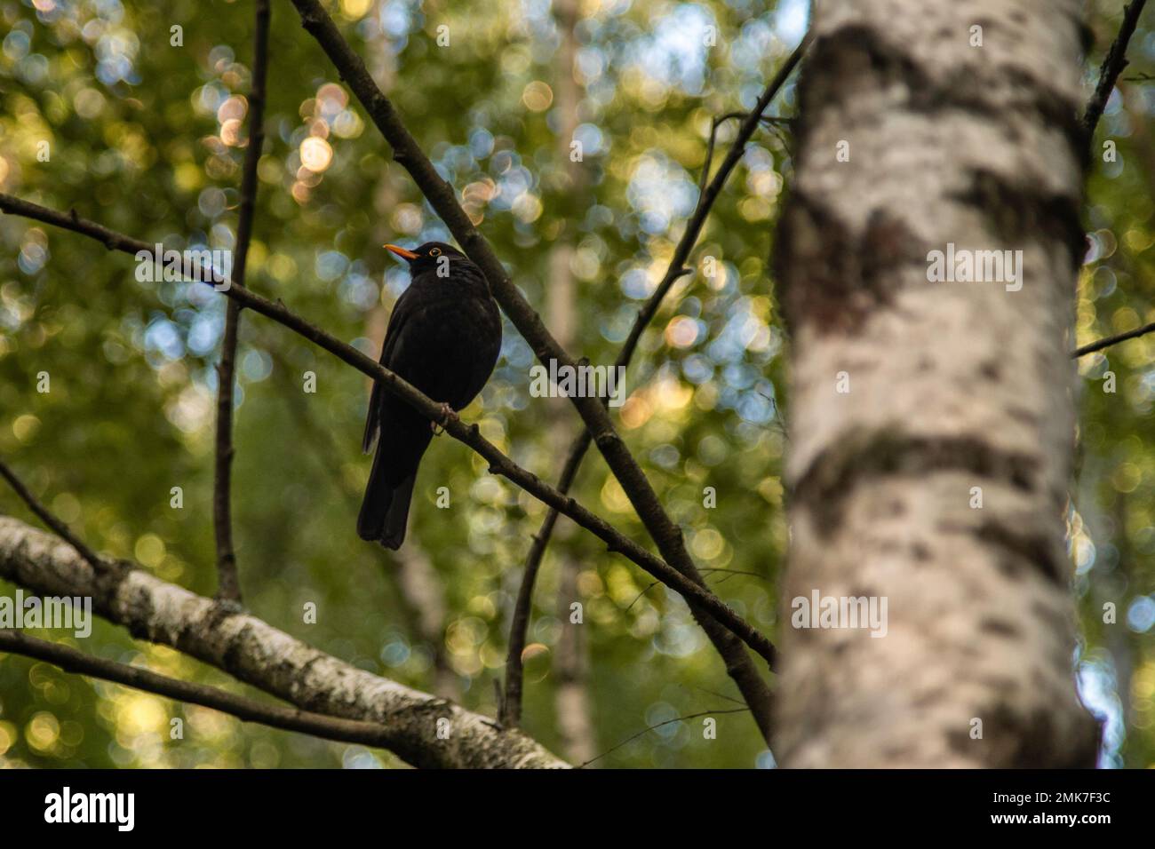 Common blackbird on a tree at spring Stock Photo - Alamy