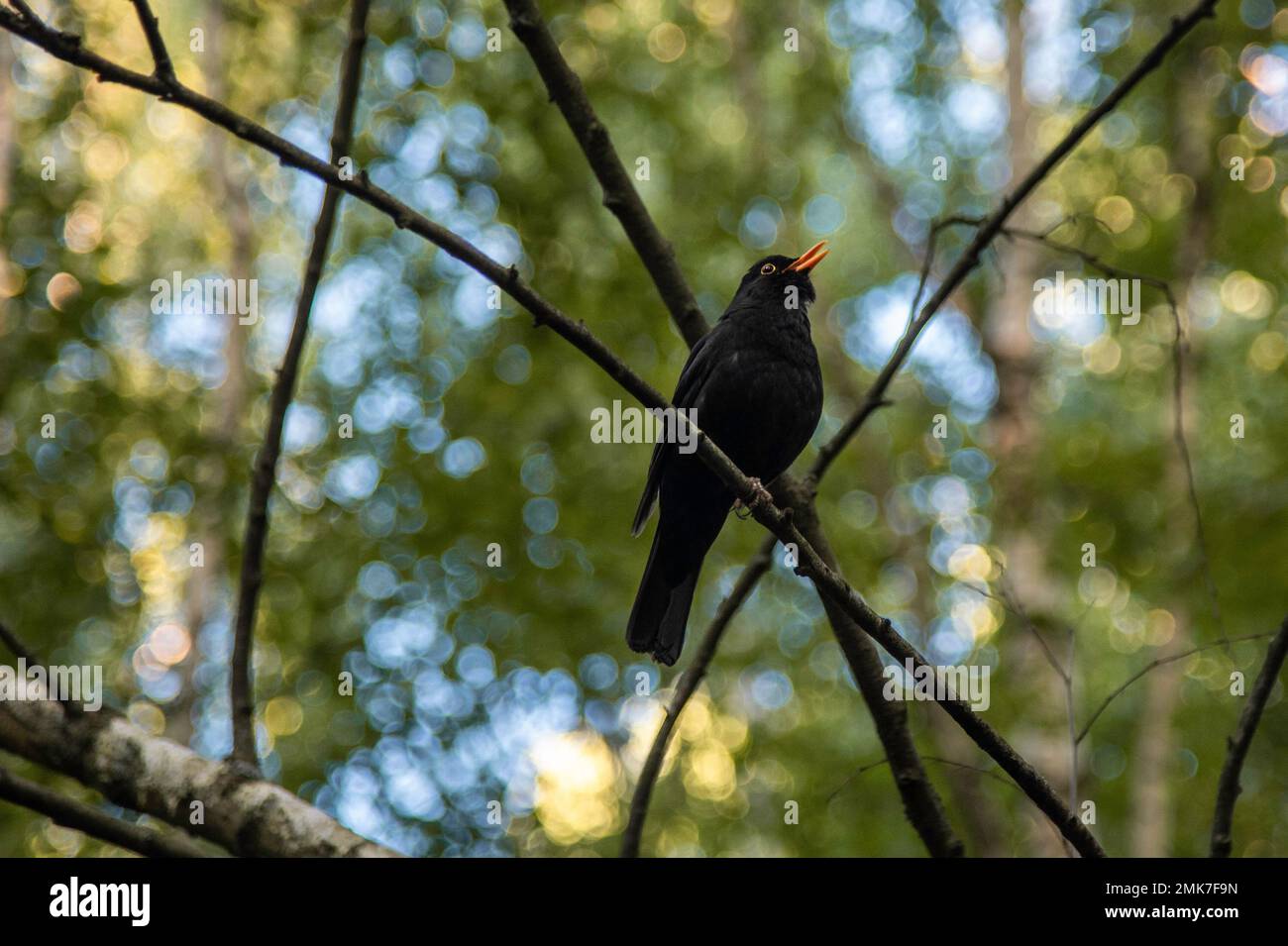 Common blackbird on a tree at spring Stock Photo - Alamy