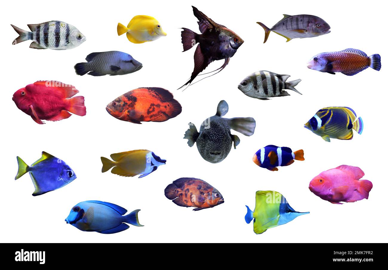 Collage of different tropical fishes on white background Stock Photo ...