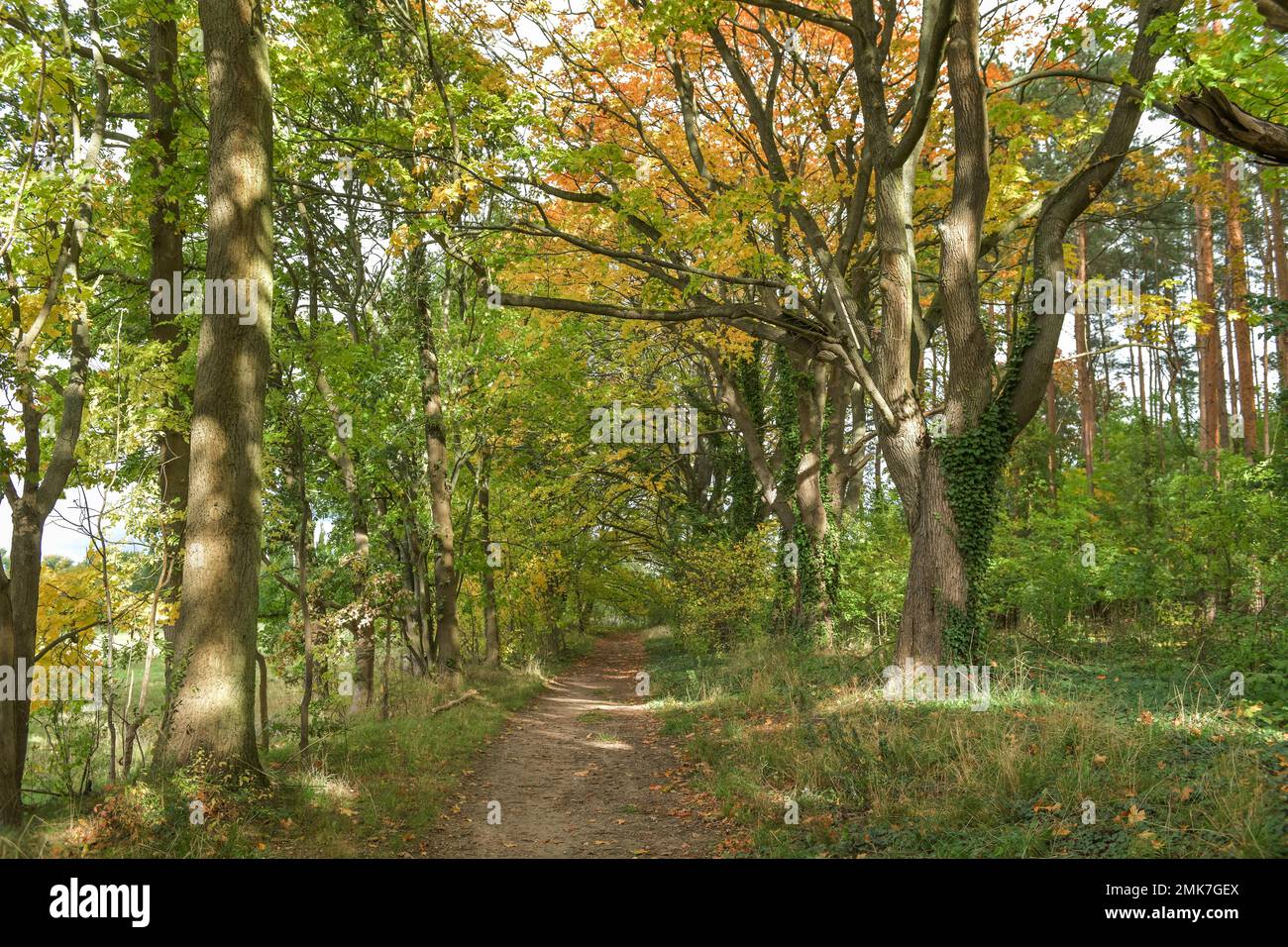 Forest path near Neuruppin, Ostprignitz-Ruppin district, Brandenburg ...