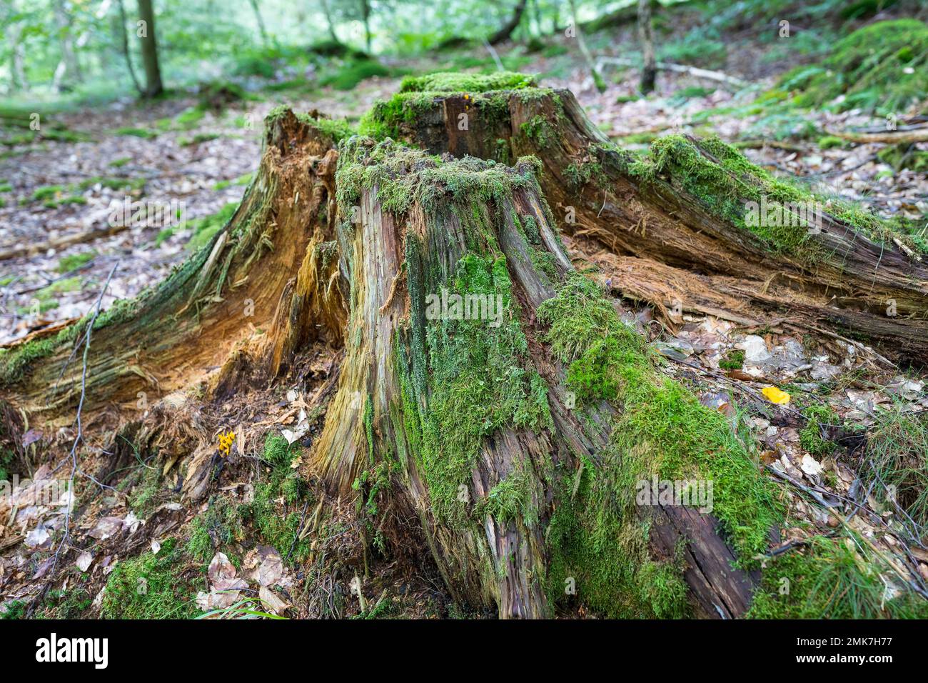 Rotten tree stump with moss in the total reserve, nature reserve ...