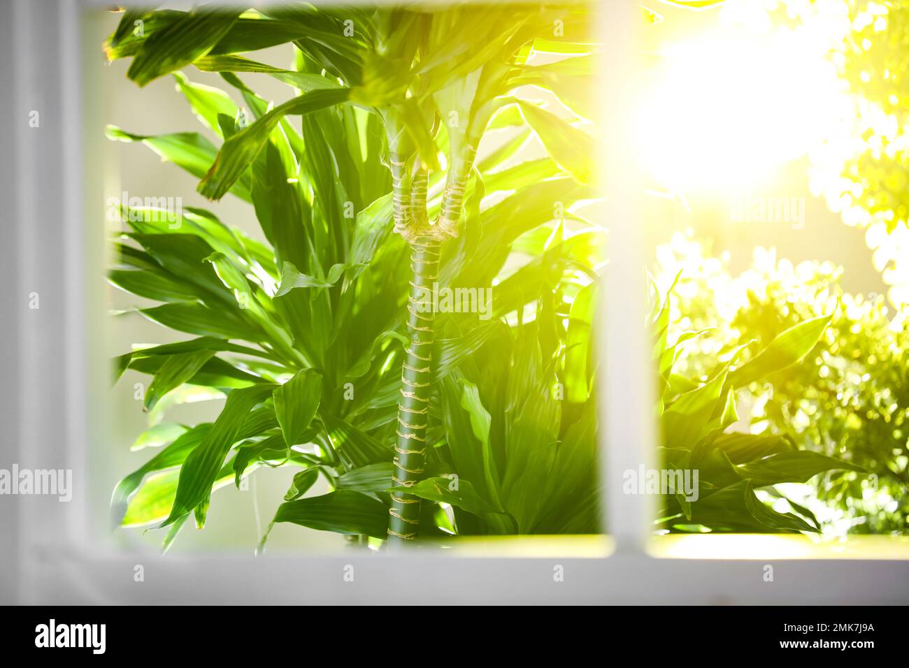 Beautiful view through window on garden in morning Stock Photo - Alamy