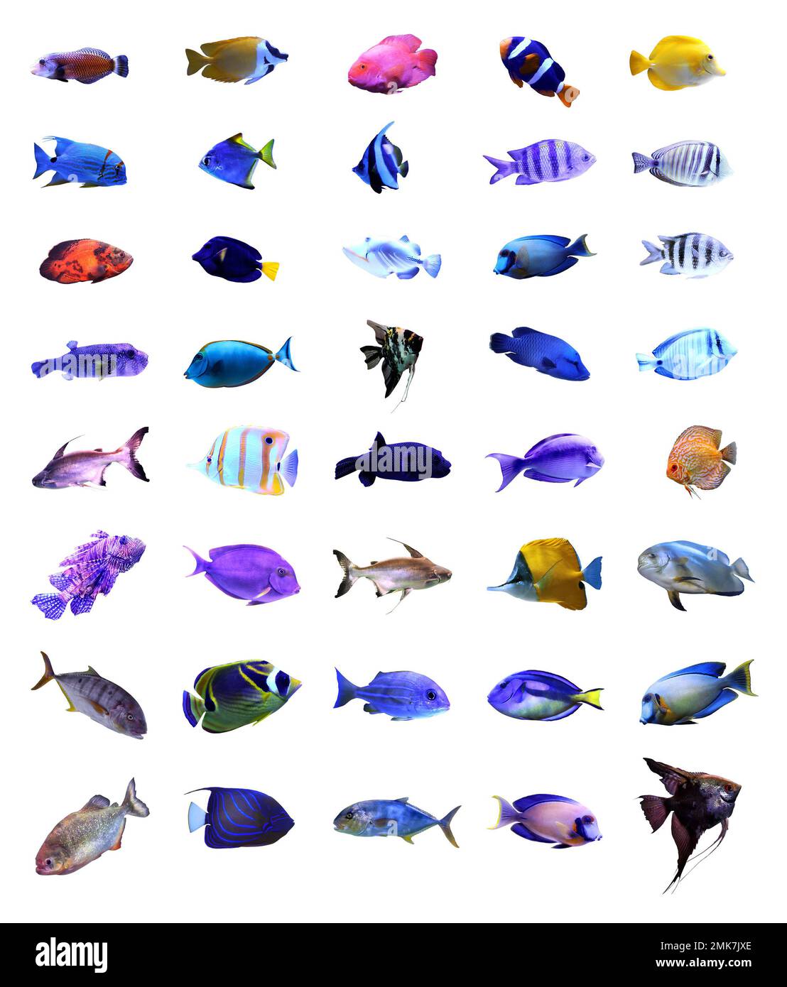 Set of different bright tropical fishes on white background Stock Photo ...