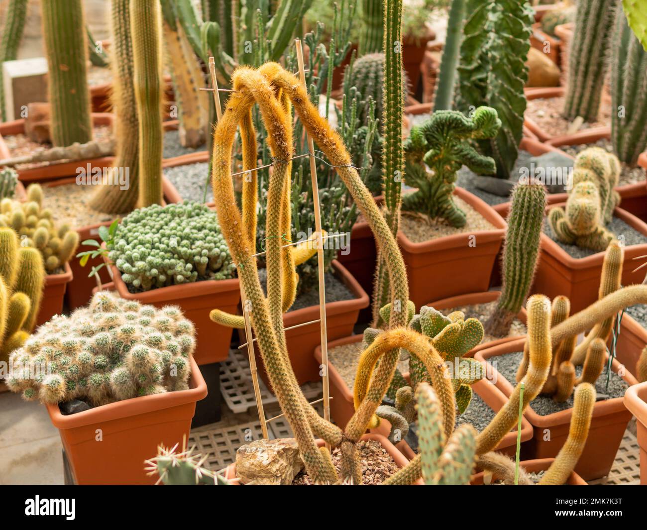 Collection of different cacti. Cactus, thorned plant. Botanical hobby ...