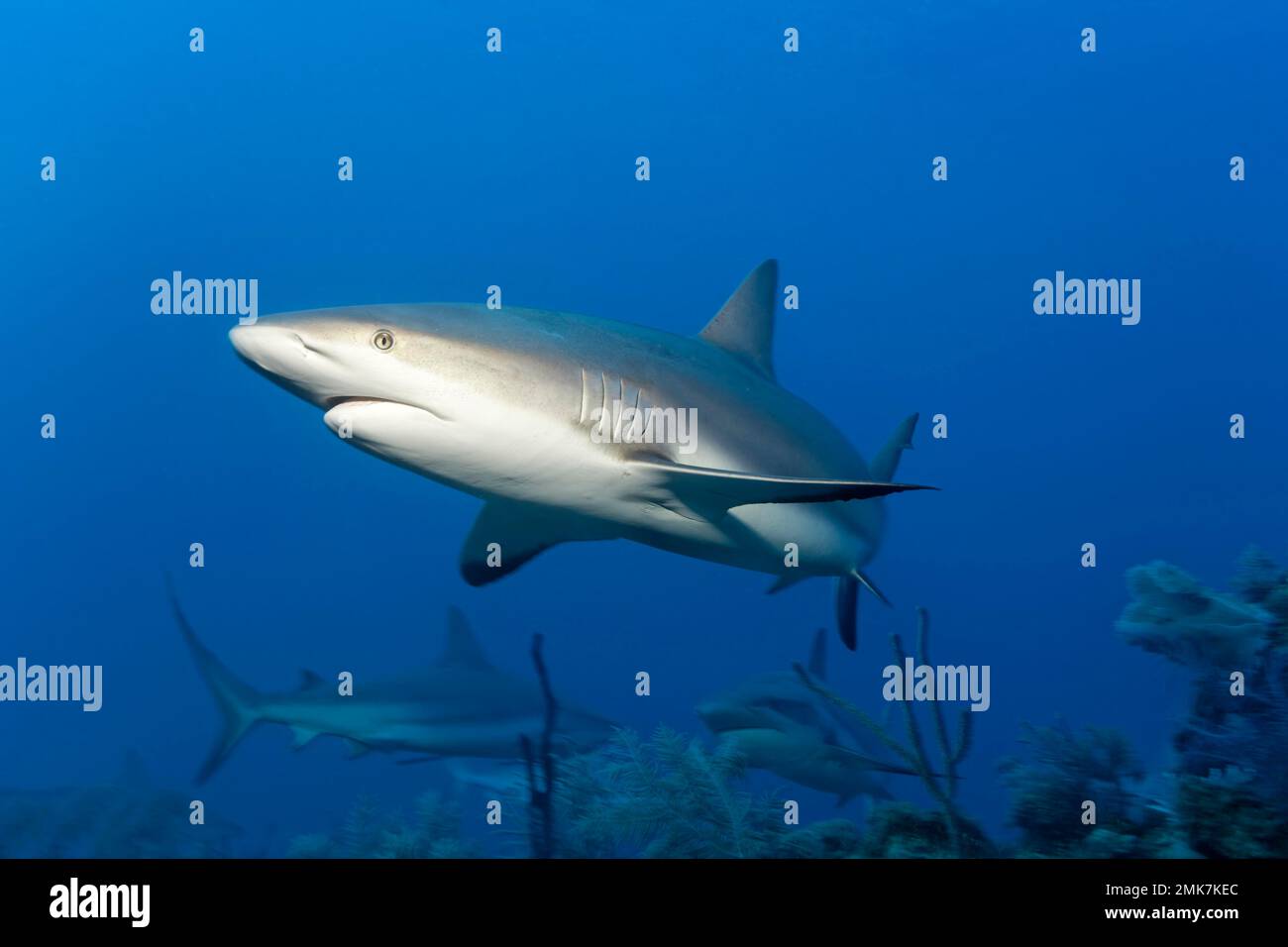 Caribbean reef shark (Carcharhinus perezi), swimming over coral reef ...
