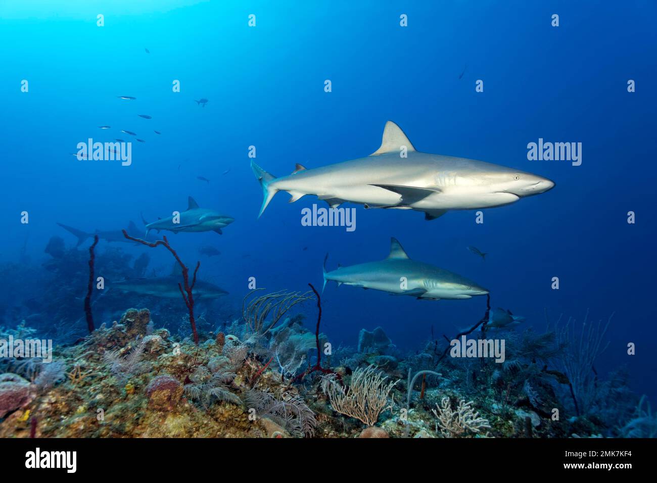 Caribbean reef shark (Carcharhinus perezi), swimming over coral reef ...