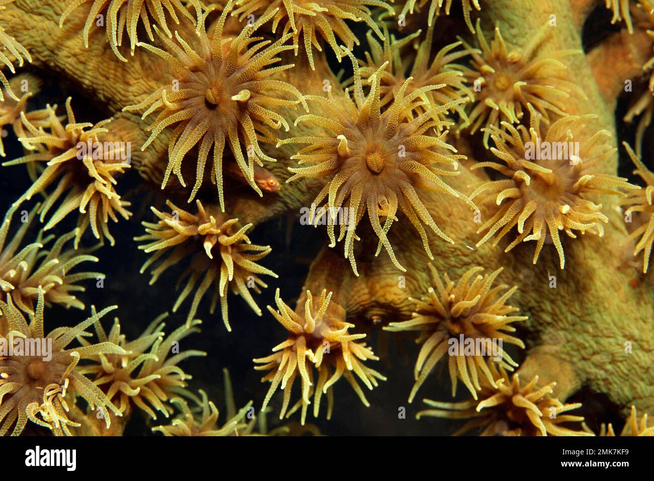 Open, opened polyps, black sun coral (Tubastraea micranthus), Pacific ...