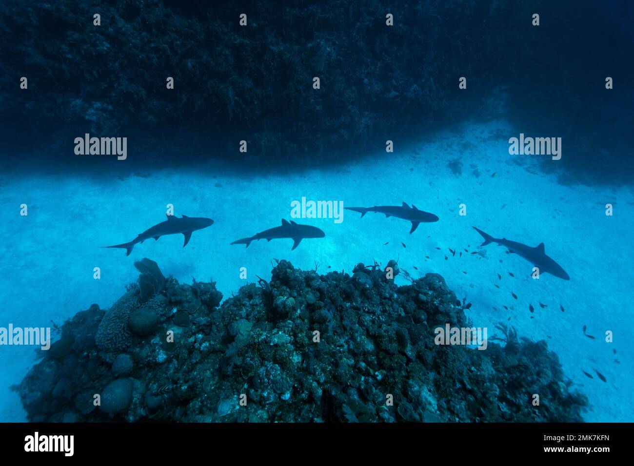 Caribbean reef shark (Carcharhinus perezi), four, swimming through reef ...