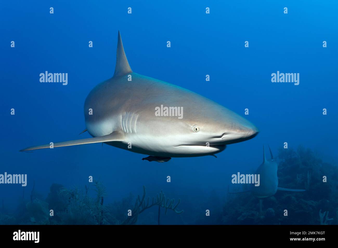 Caribbean reef shark (Carcharhinus perezi), swimming over coral reef ...