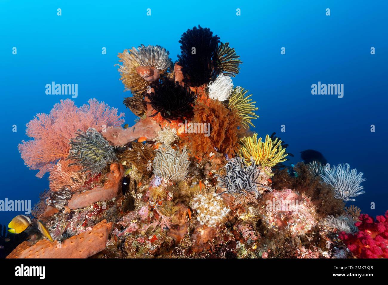 Many, different feather stars (Comatulida), Hairy Starfish in different ...