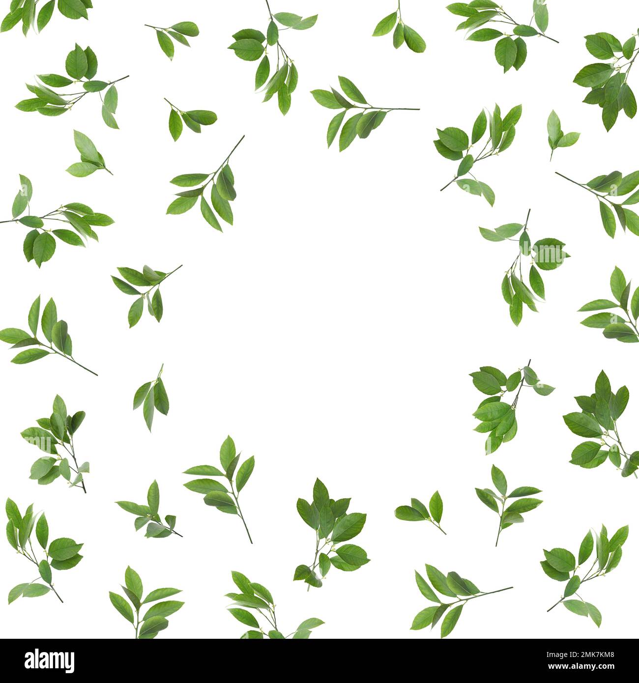 Citrus fruit frame top Cut Out Stock Images & Pictures - Alamy