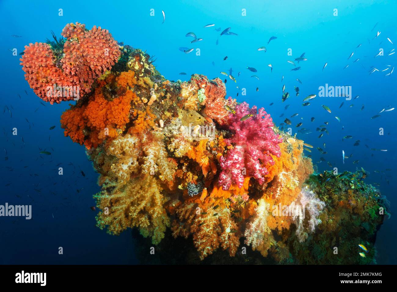 Pointed, overhanging, coral reef, coral block with shoal of fish of different species, and many ...