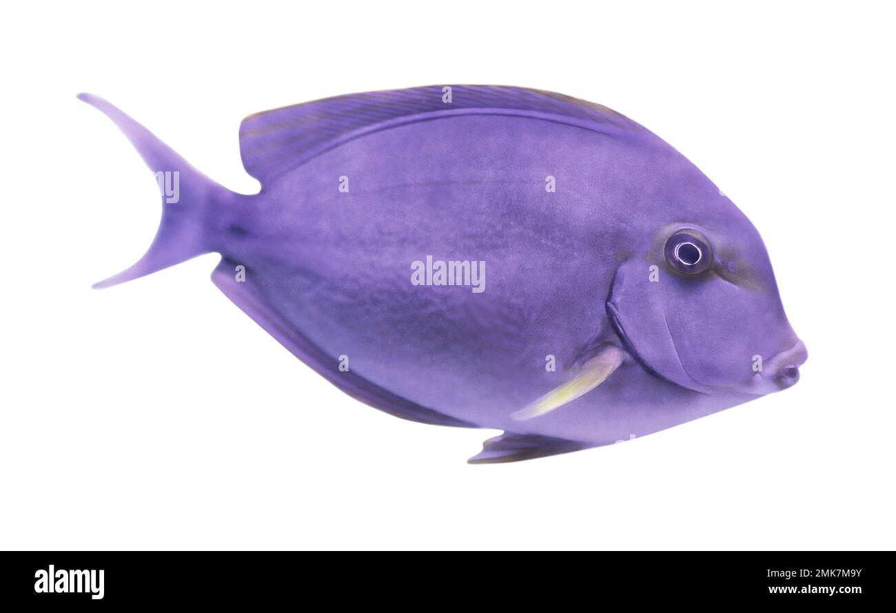 Beautiful bright surgeon fish on white background Stock Photo - Alamy