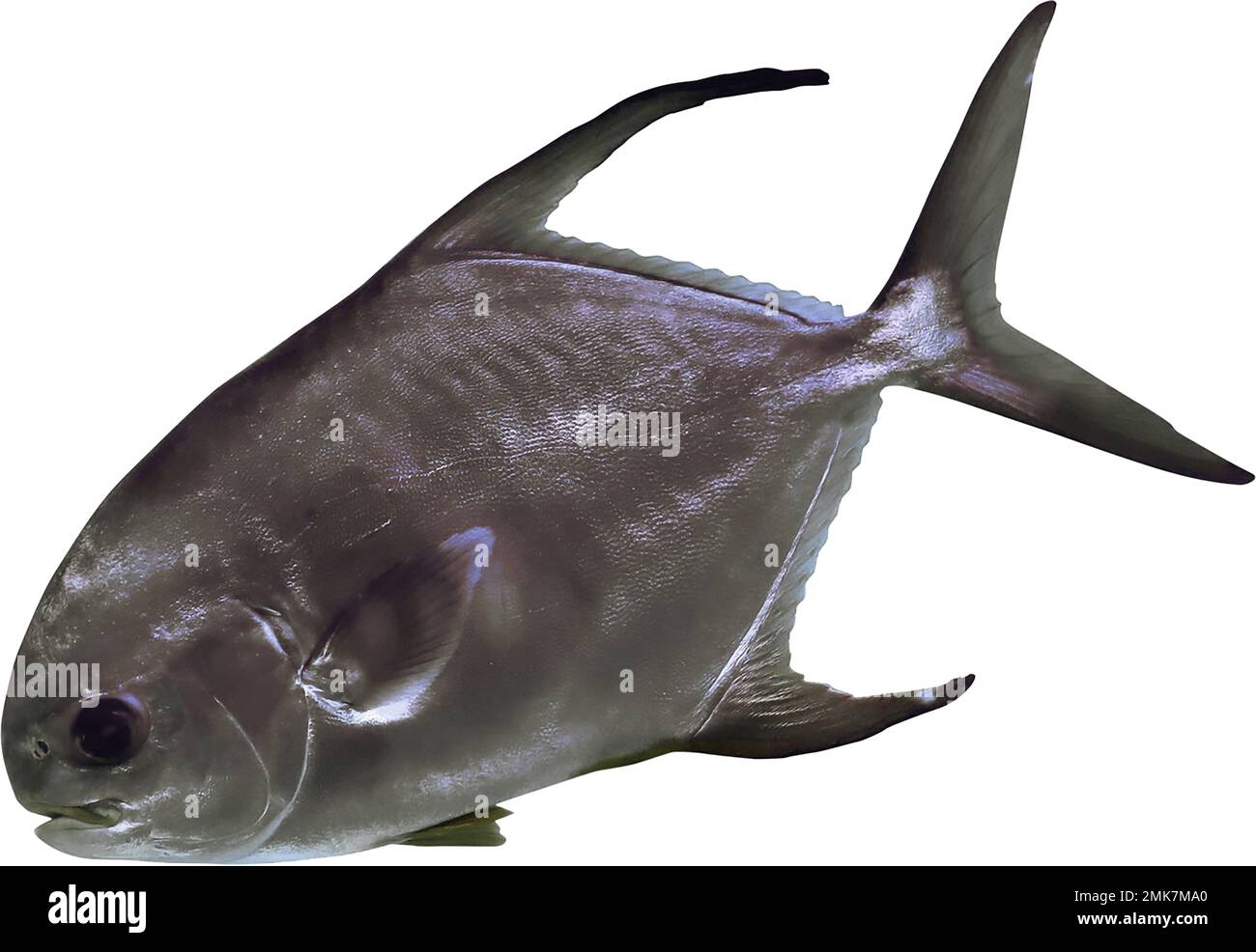 Beautiful tropical palometa fish on white background Stock Photo - Alamy