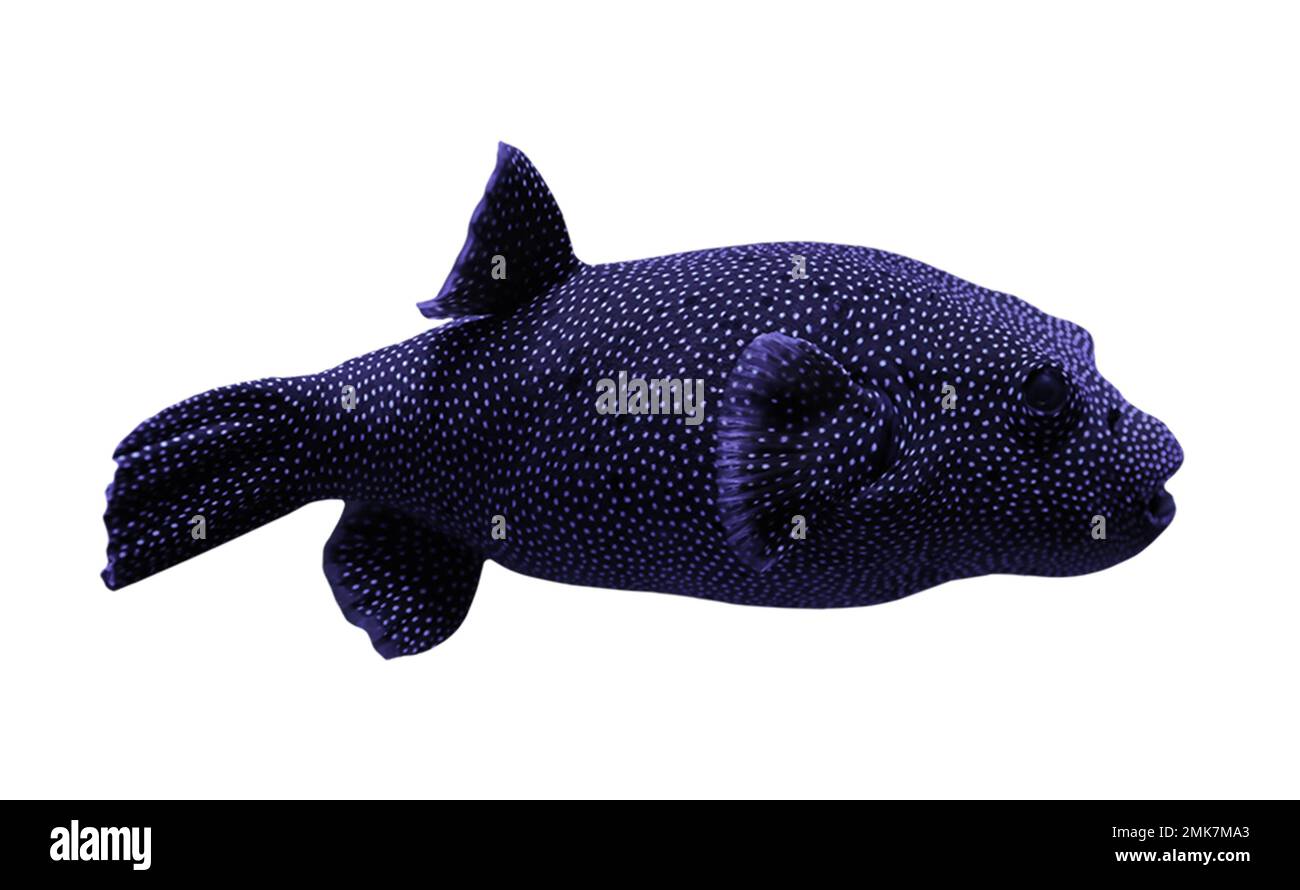 Beautiful bright tropical pufferfish on white background Stock Photo ...