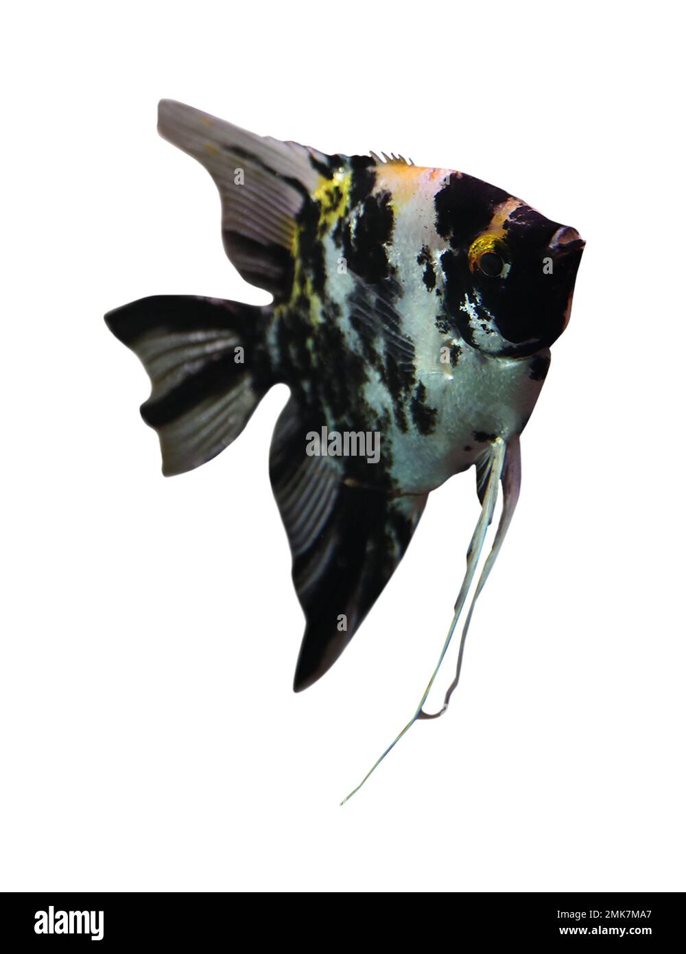 Beautiful tropical scalaria fish on white background Stock Photo - Alamy