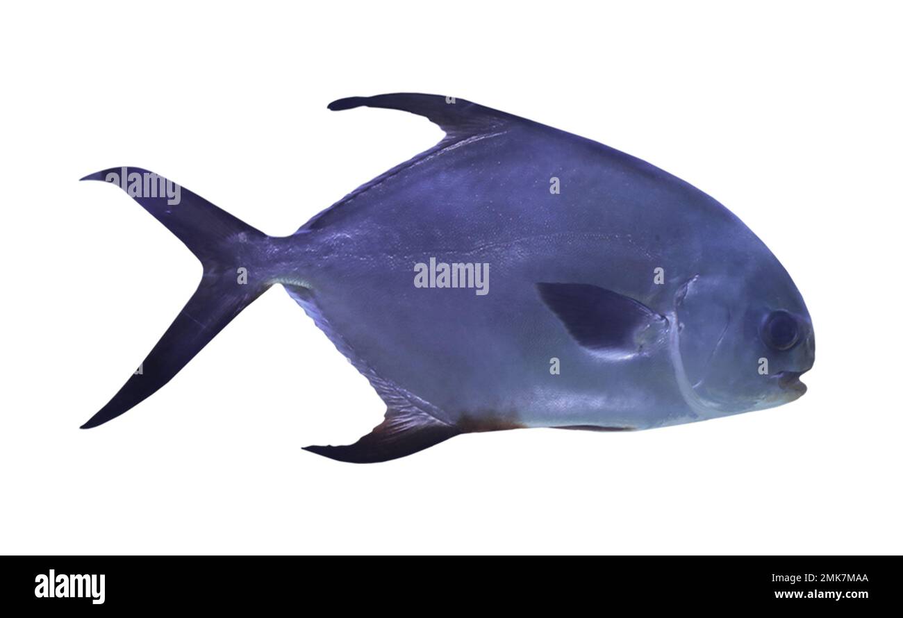 Beautiful tropical palometa fish on white background Stock Photo - Alamy