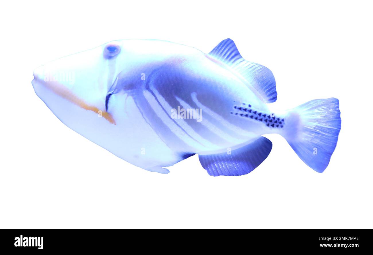 Beautiful bright tropical picassofish on white background Stock Photo ...