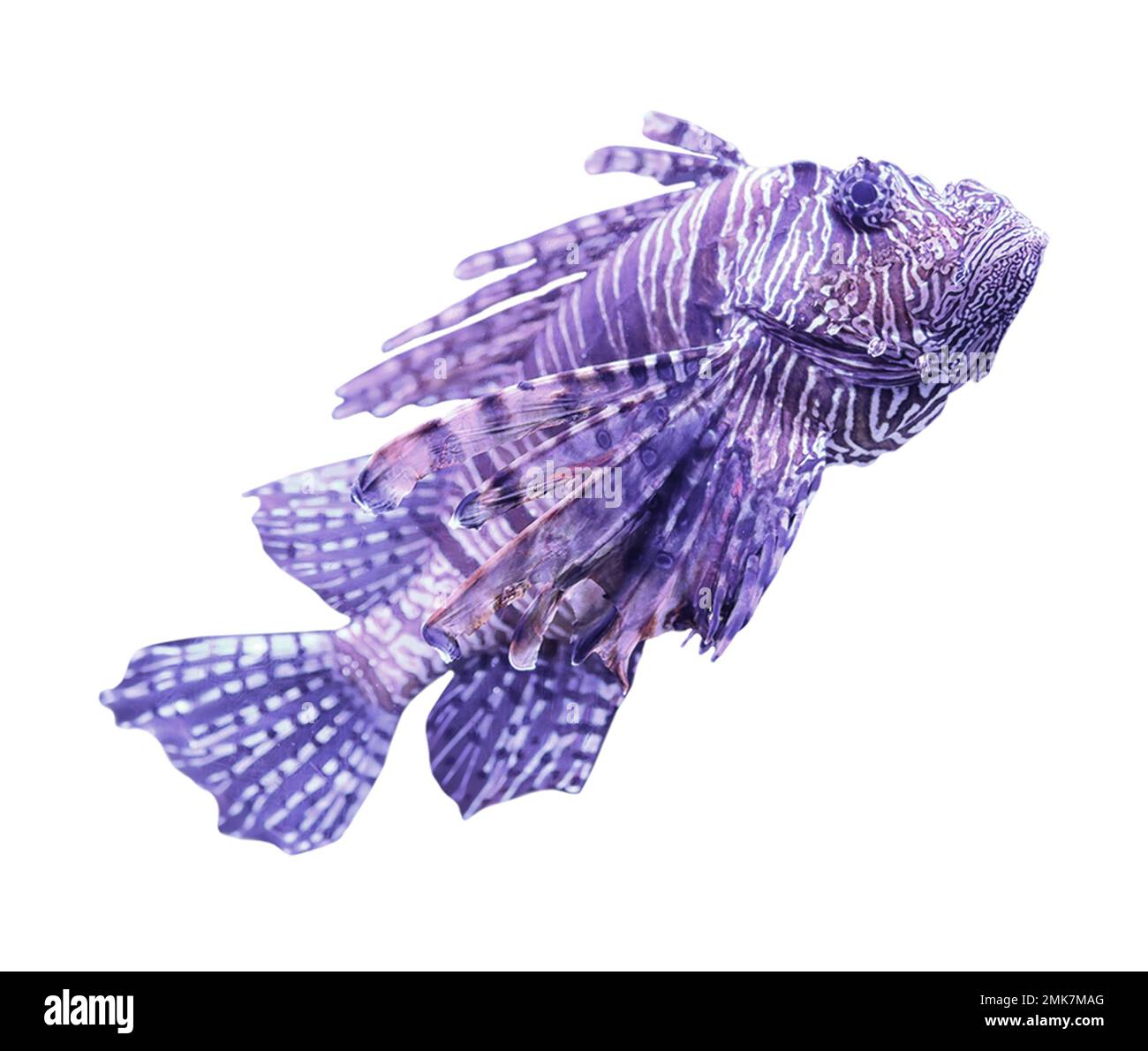 Beautiful bright tropical lionfish on white background Stock Photo - Alamy