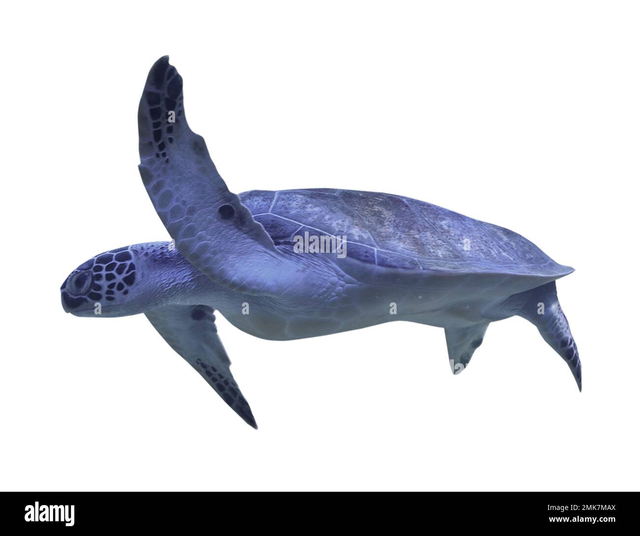 Beautiful turtle on white background. Sea animal Stock Photo - Alamy