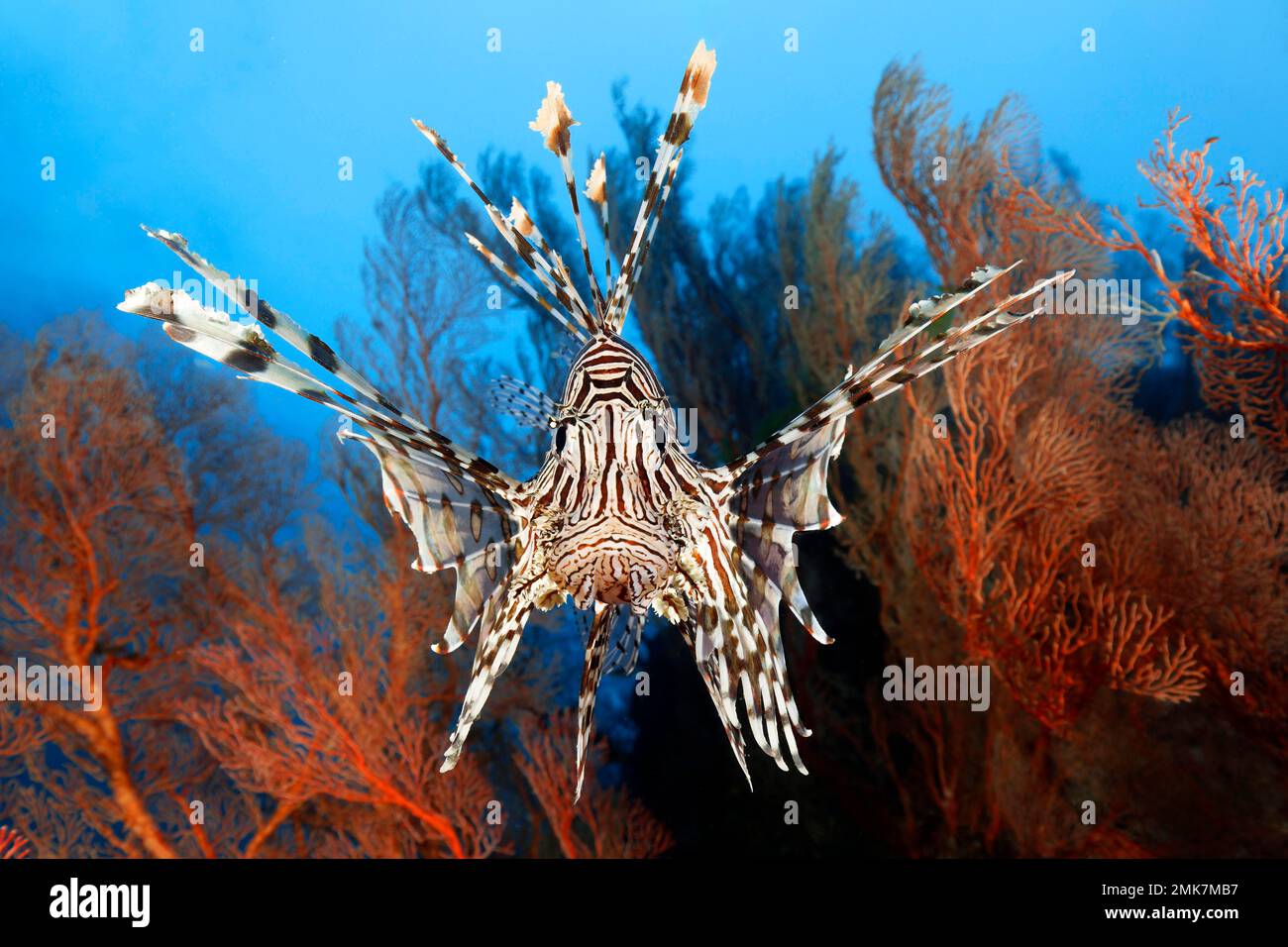 Common lionfish (Pterois miles) frontal, from front, in front of ...
