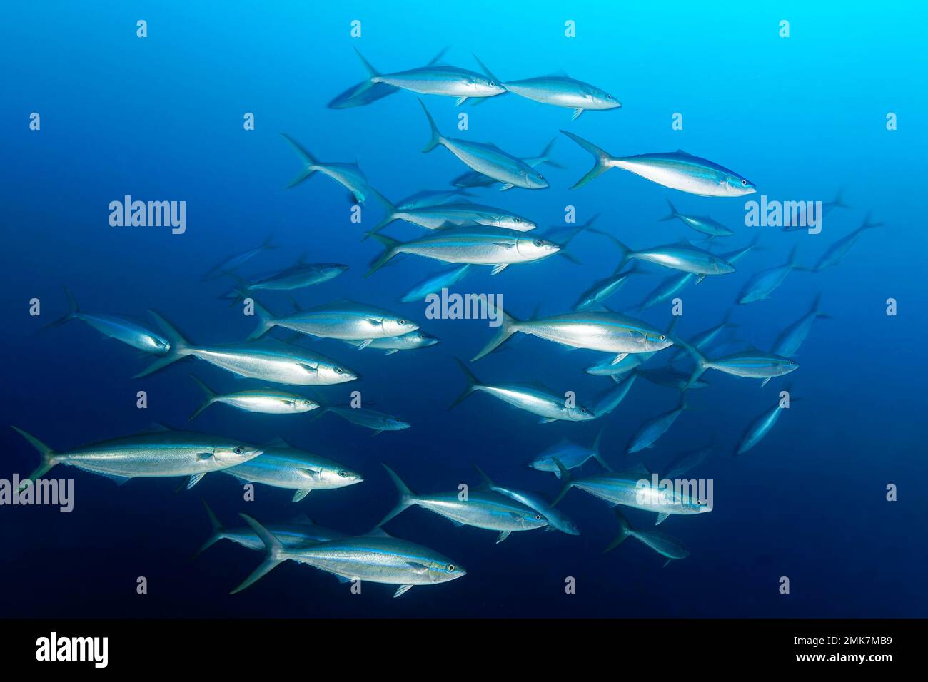 Shoal of rainbow mackerel (Elegatis bipinnulata) swimming in the open ...