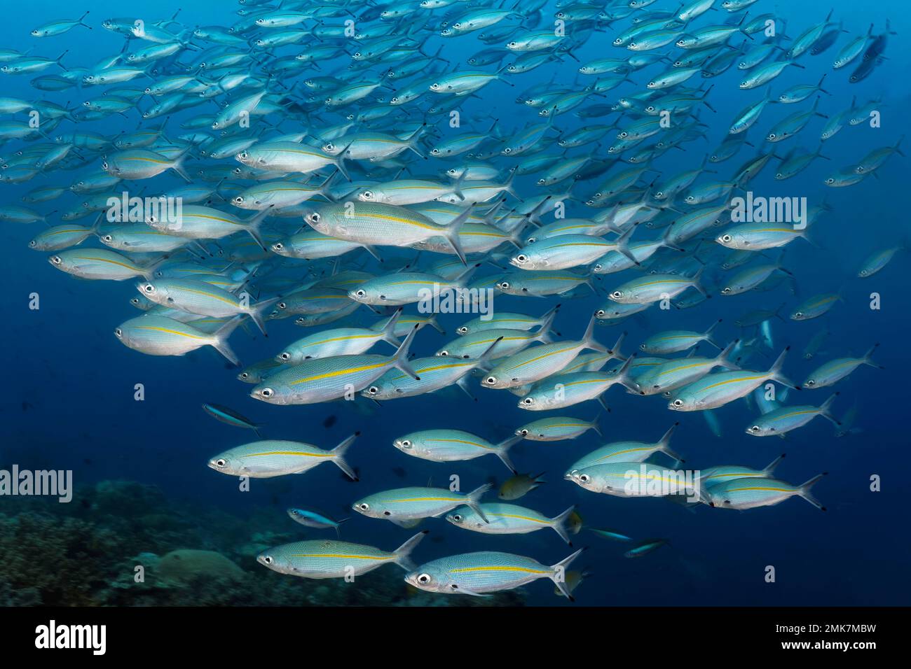 Shoal of Moon lunar fusilier (Caesio lunaris) swimming over coral reef ...