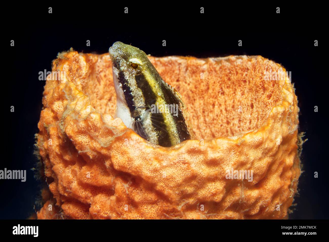 Striped poison-fang blenny mimic (Petroscirtes breviceps) in tubular ...