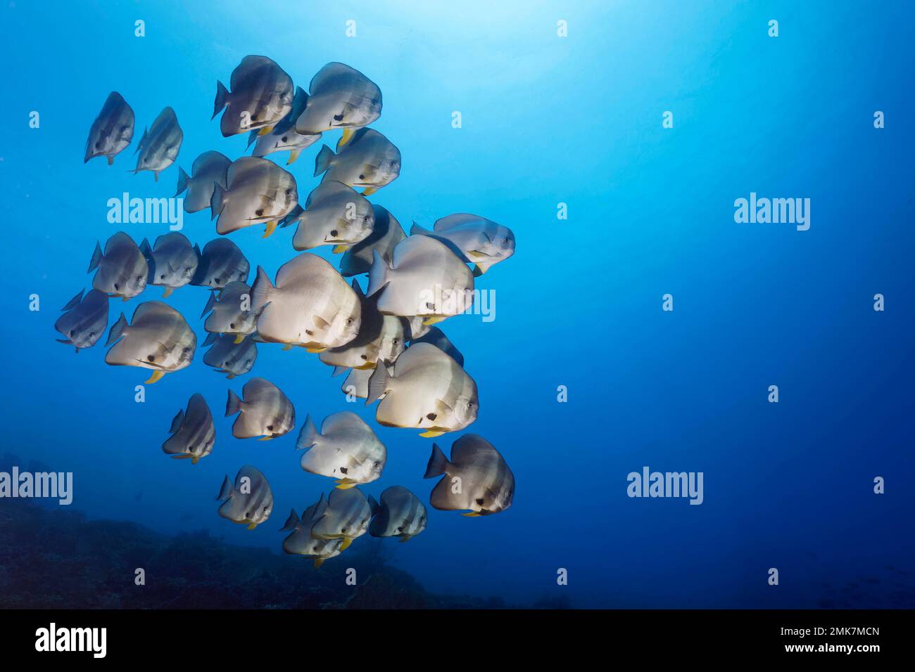 School of longfin batfish (Platax teira), adult, swimming in open sea ...