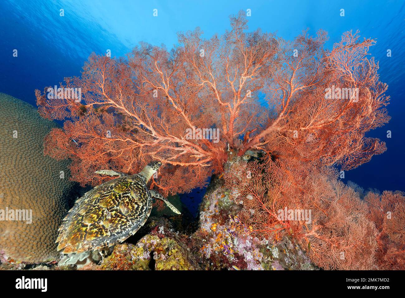 Hawksbill sea turtle (Eretmochelys imbricata) in front of sea fan ...