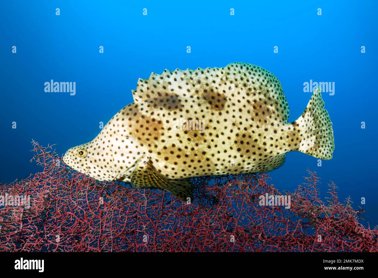 Pantherfish (Epinephelus altivelis) (Syn.: Cromileptes altivelis ...