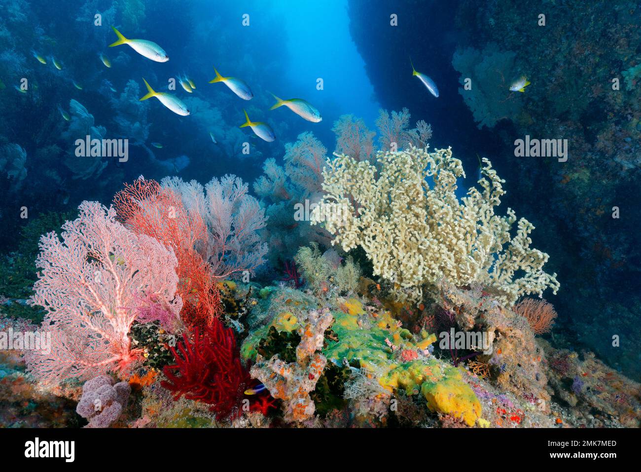 Reef channel, reef break with many different soft corals, gorgonian sea ...