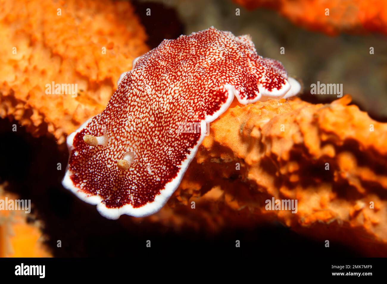 Chromodoris reticulata sea slug hi-res stock photography and images - Alamy