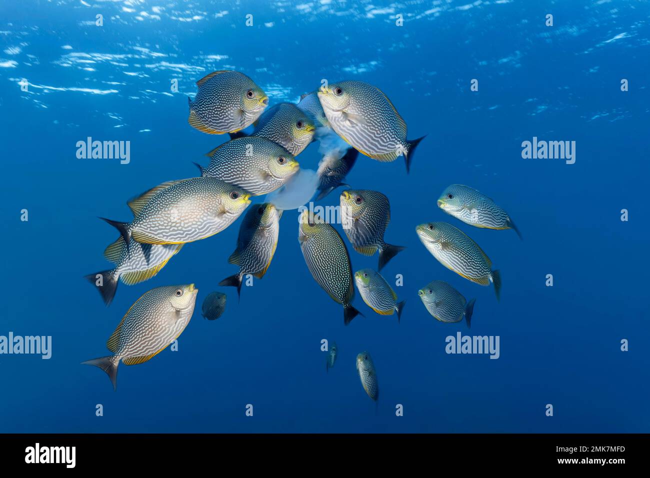 Shoal Striped streaked spinefoot (Siganus javus) also Java rabbitfish ...