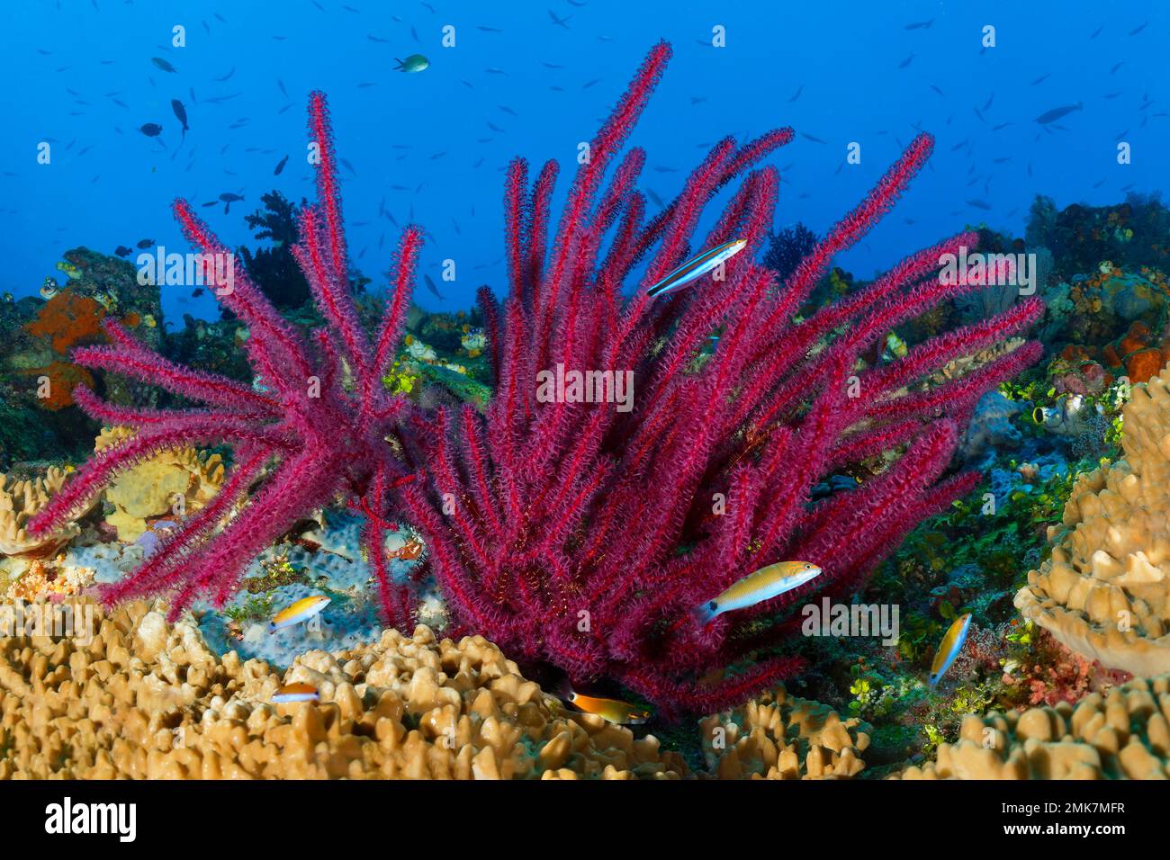 Gorgonian, sea fan in pink (Echinomuricea) with open polyps, bottom ...
