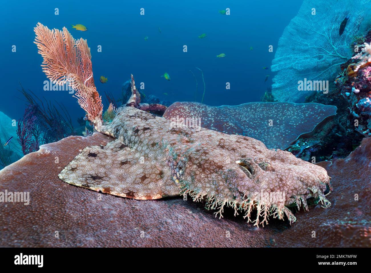 Tasselled wobbegong (Eucrossorhinus dasypogon), also Wobbegong lies on ...
