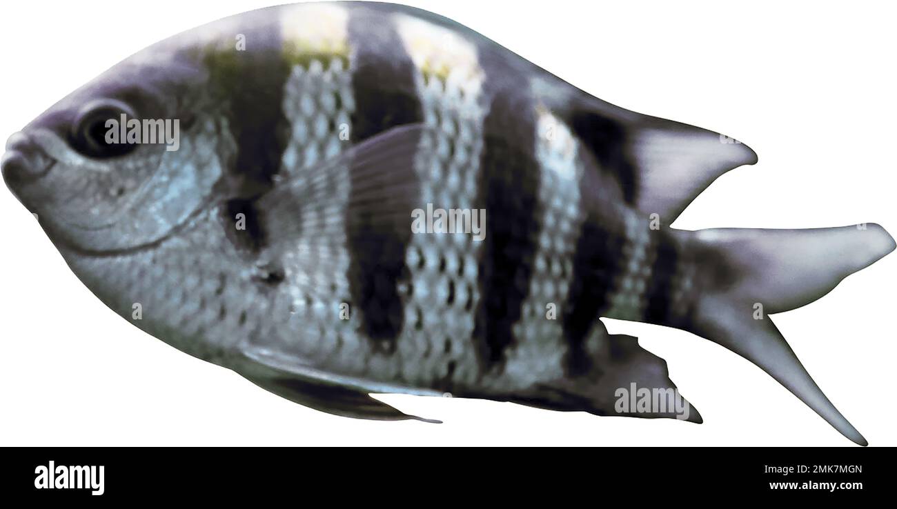 Beautiful sergeant major fish on white background Stock Photo - Alamy