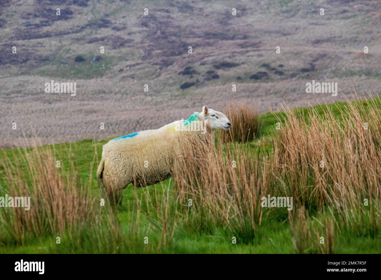 Sheep northern ireland hi-res stock photography and images - Alamy
